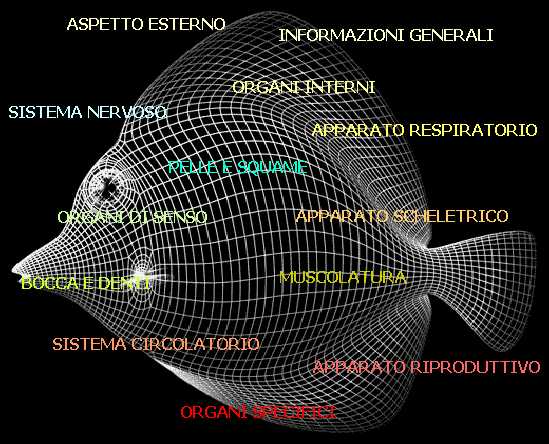 C u r i o s i t à P i a n t e